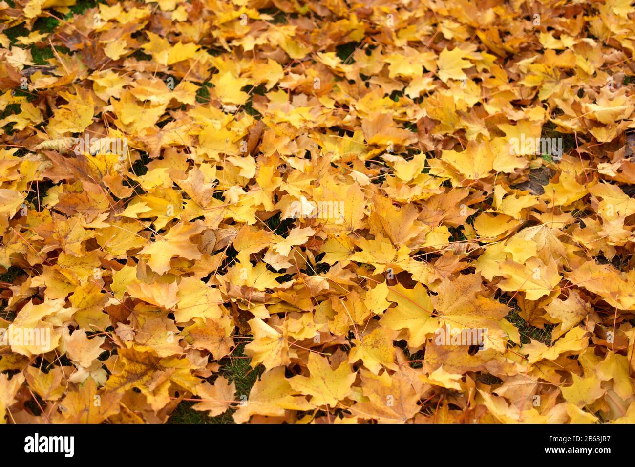 Pile of golden maple leaves Stock Photo - Alamy