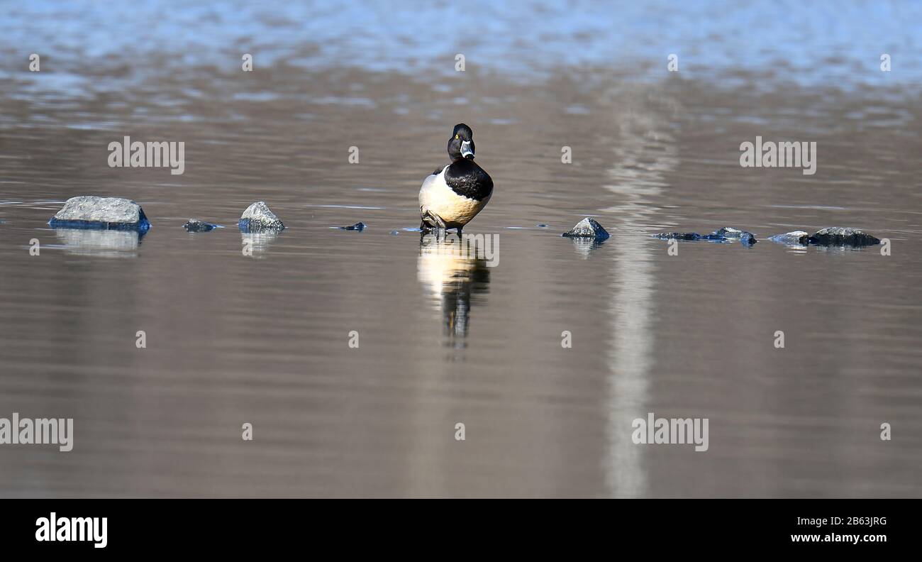 North carolina zoo animal hi-res stock photography and images - Alamy