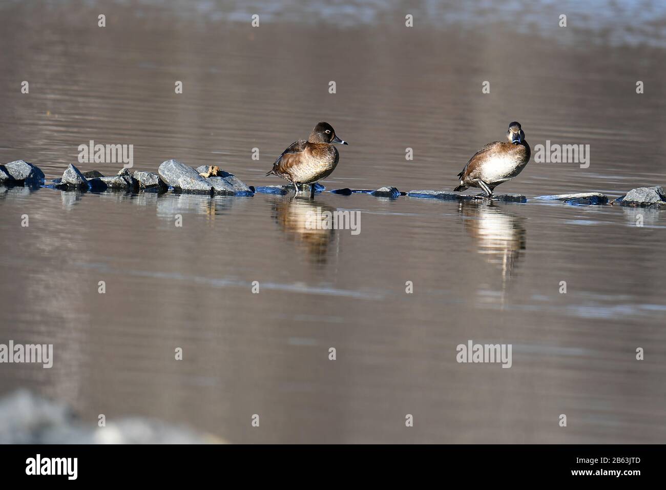 Male And Female Ring Necked Ducks High Resolution Stock Photography and ...