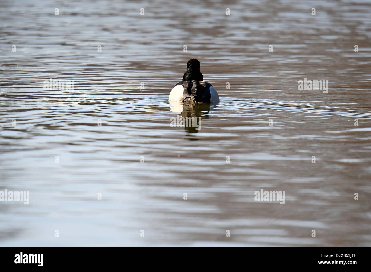 Rear view of male Ring Necked Duck Stock Photo - Alamy