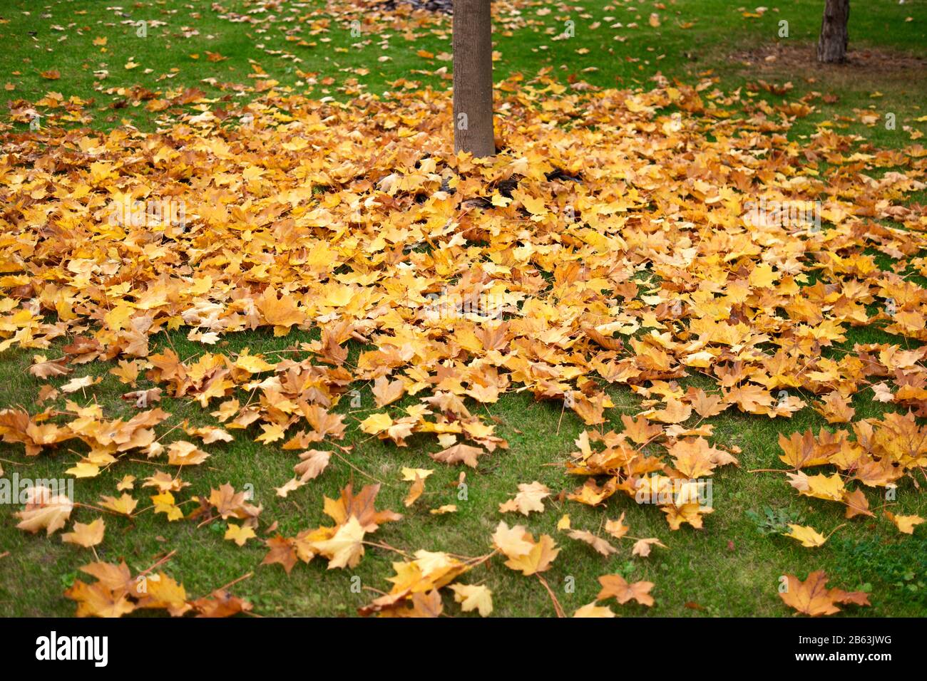 Maple leaves fallen ground hi-res stock photography and images - Alamy