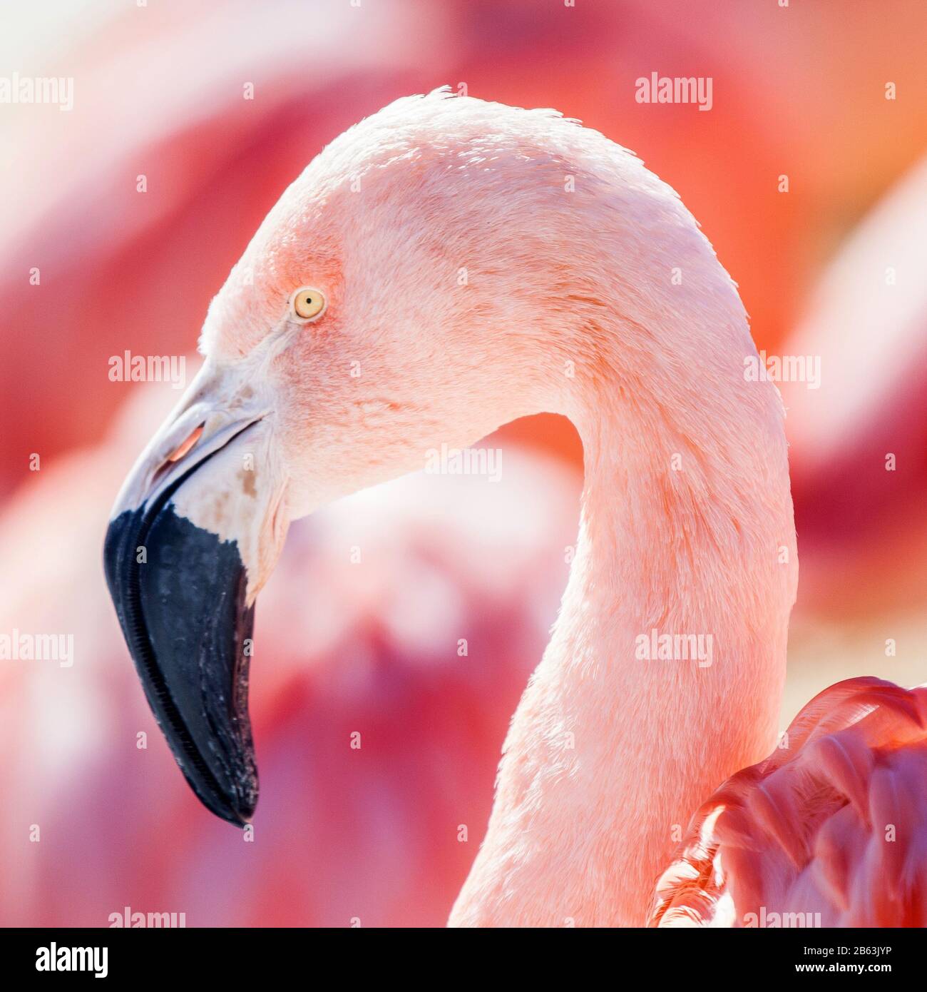 The Head and Beak of a Bright Pink Flamingo Bird with Yellow Eyes Close ...
