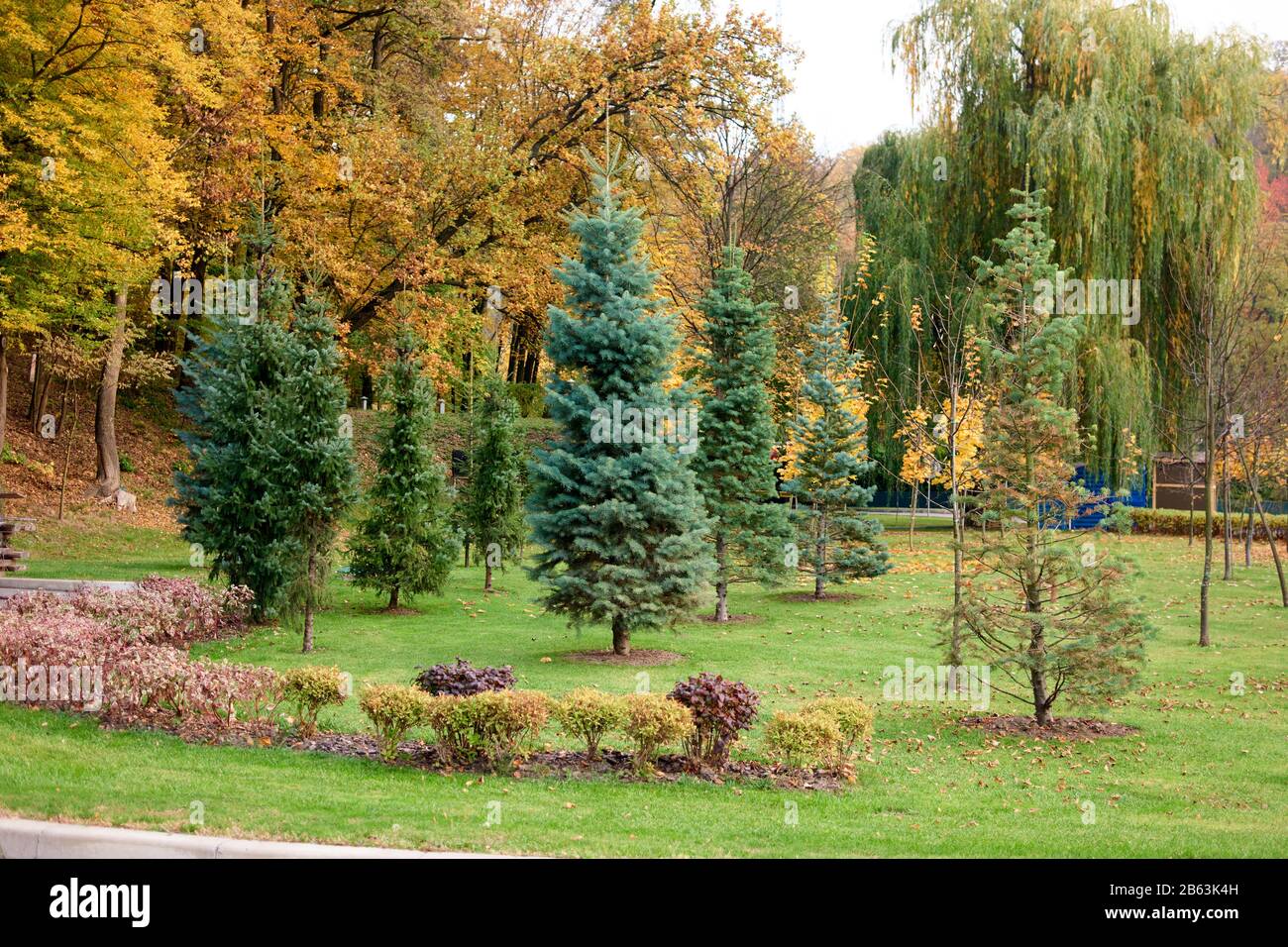Pine trees in a city park lawn Stock Photo - Alamy
