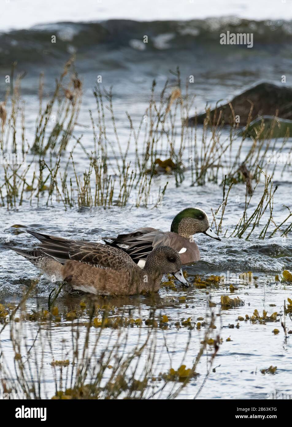American Wigeons in the Comox Valley Stock Photo - Alamy