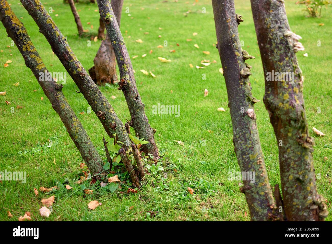 Trees on green lawn with lichen and moss Stock Photo - Alamy