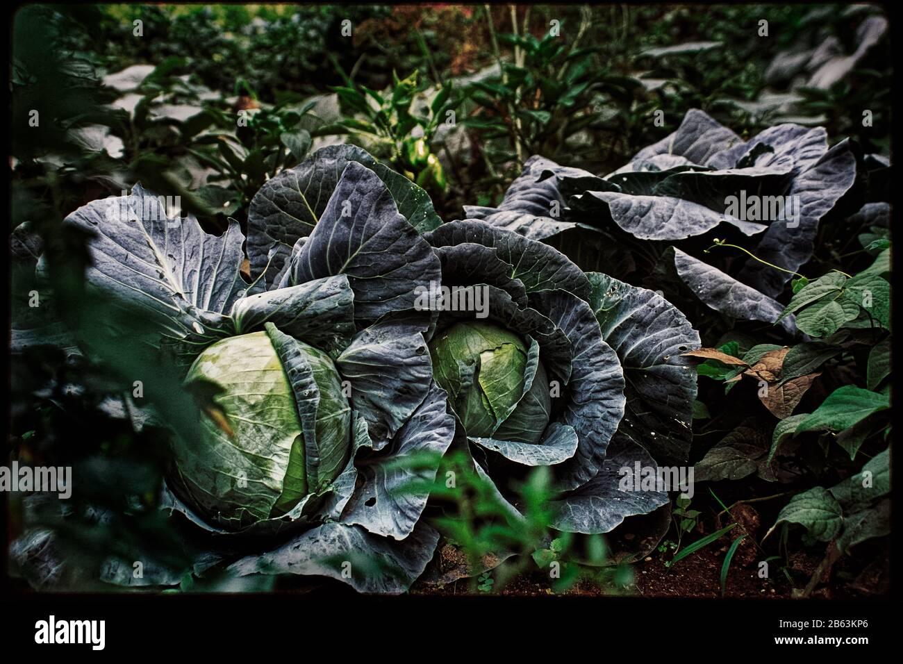 A rich green cabbage patch is nestled in the corner of a vegetable ...