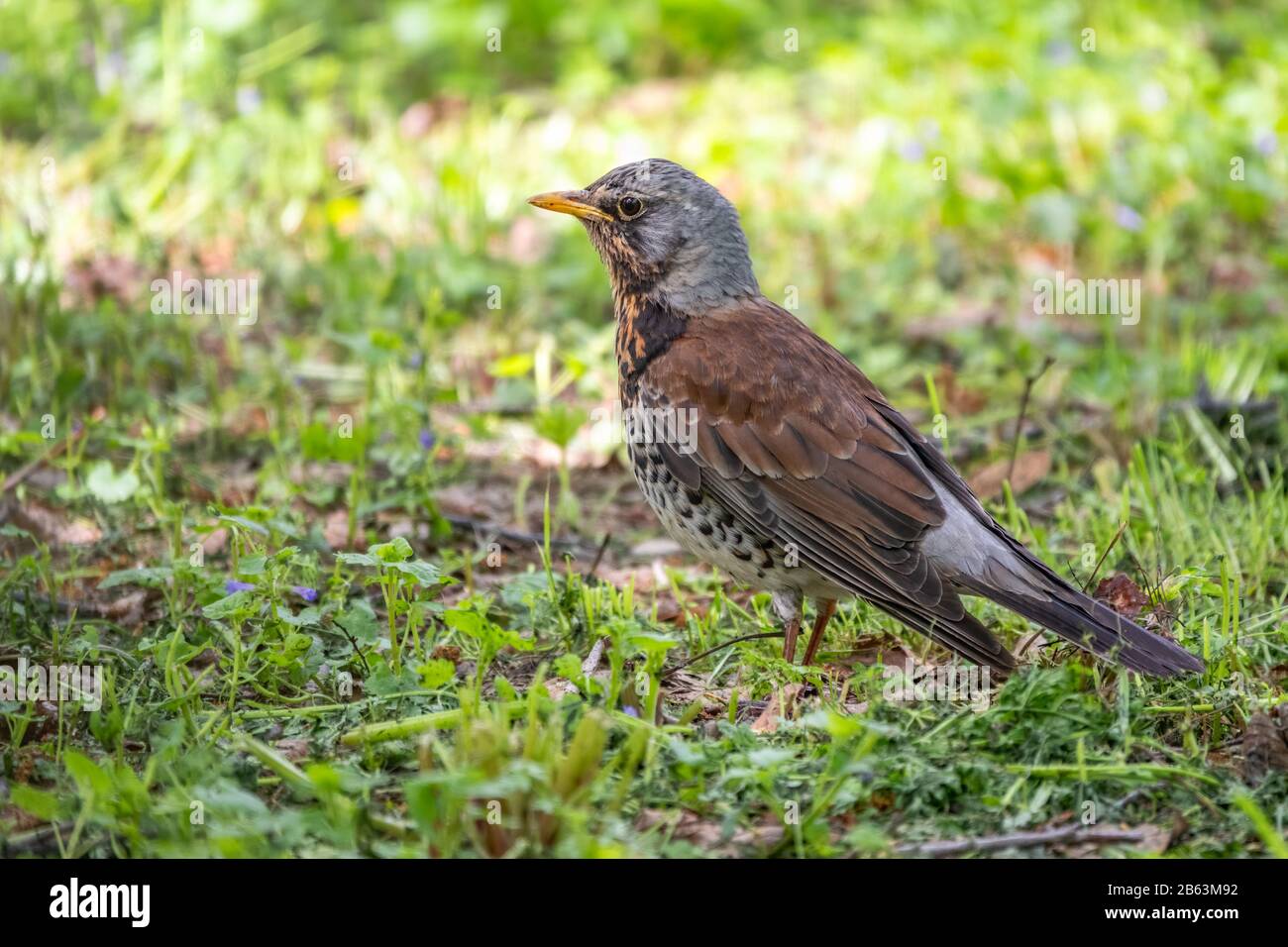 Fieldfare turdus pilaris on a meadow hi-res stock photography and ...