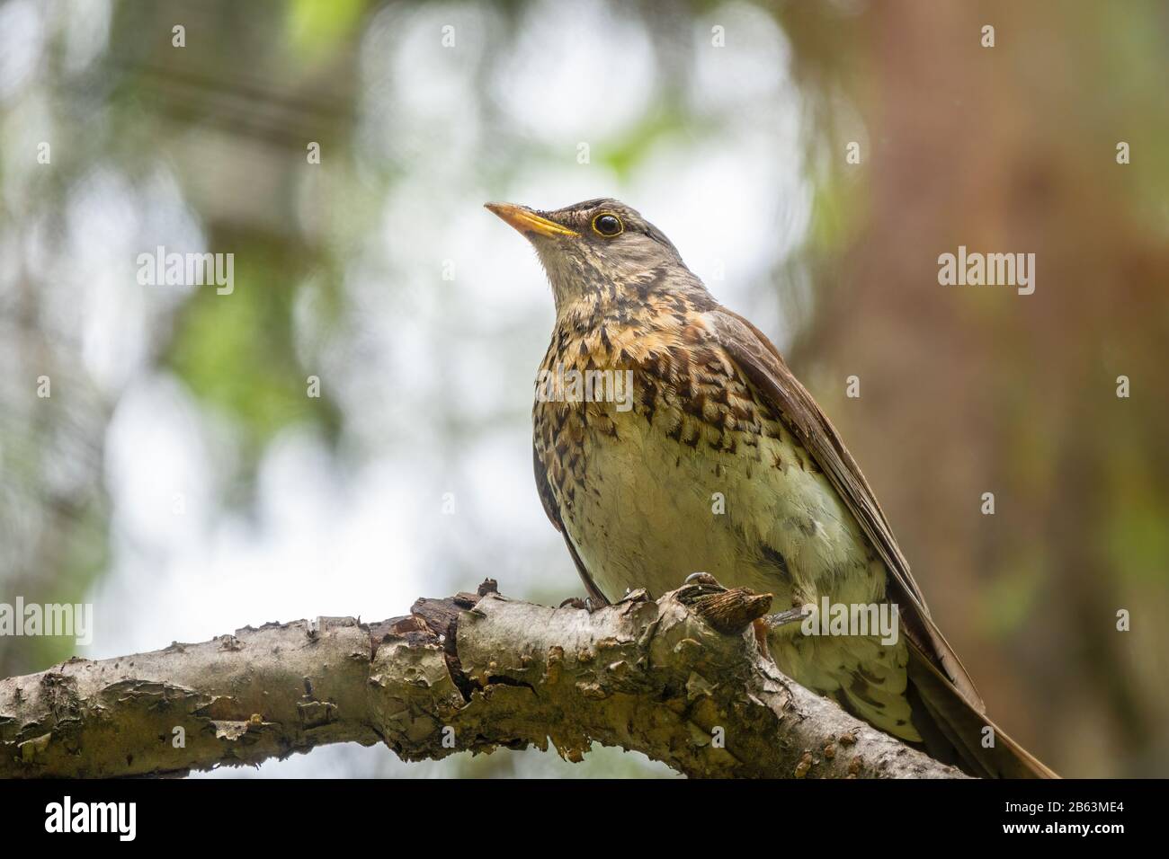 Female fieldfare hi-res stock photography and images - Alamy