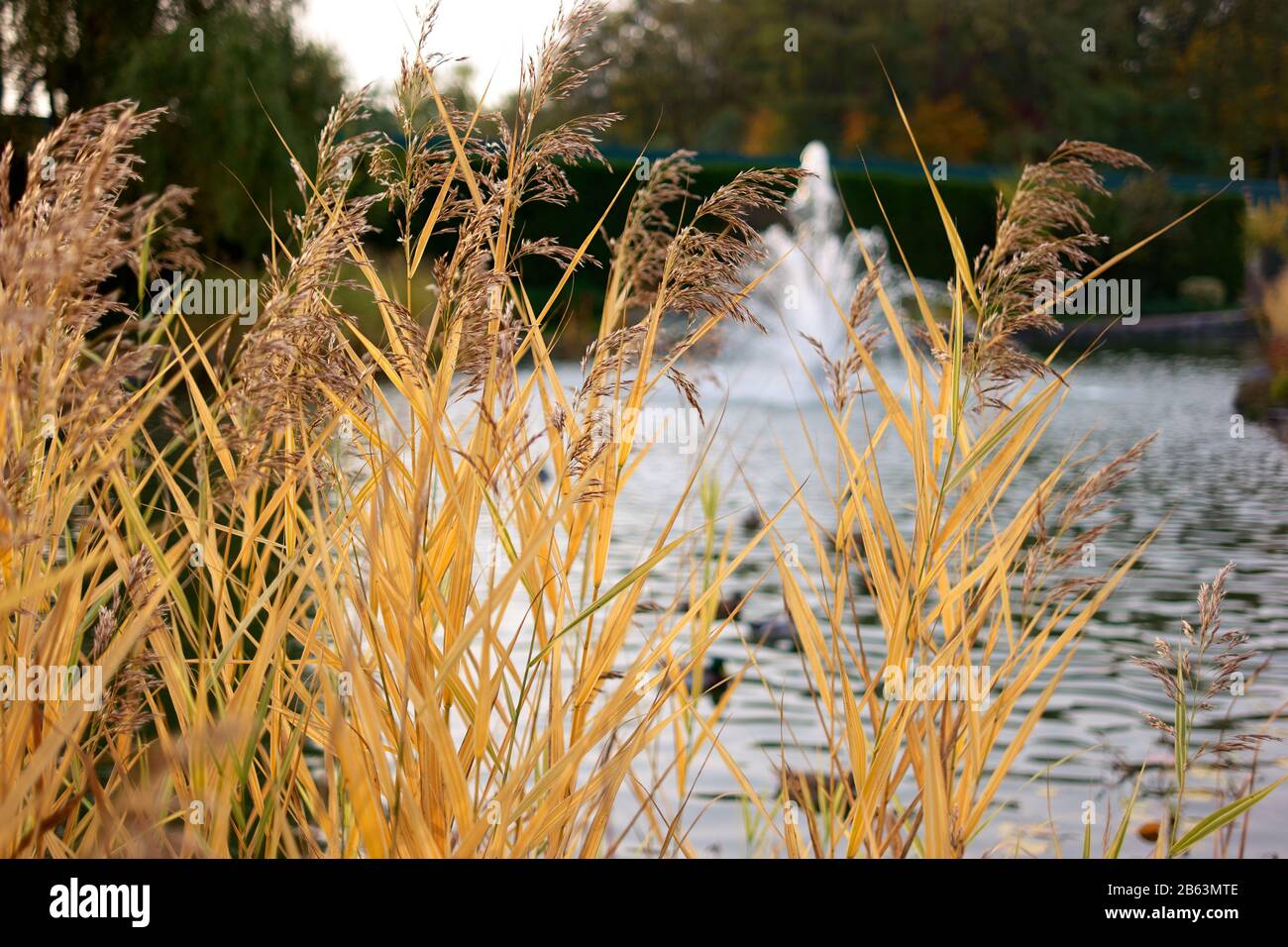 Reed close up hi-res stock photography and images - Alamy