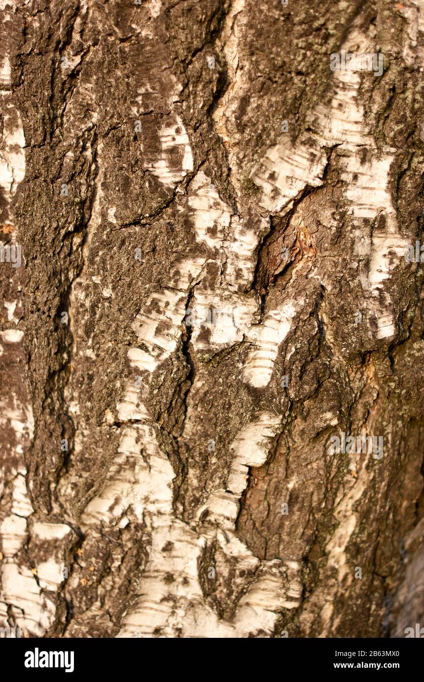 Birch tree bark texture Stock Photo - Alamy