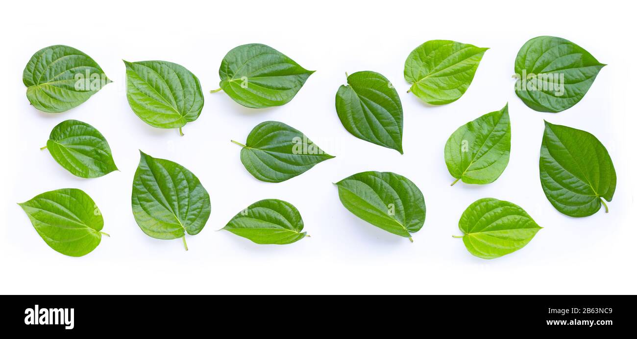 Green betel leaves, Fresh piper betle on white background Stock Photo ...