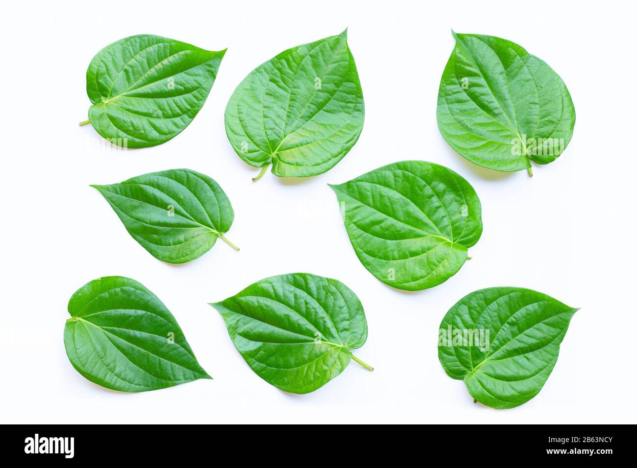 Green betel leaves, Fresh piper betle on white background Stock Photo ...
