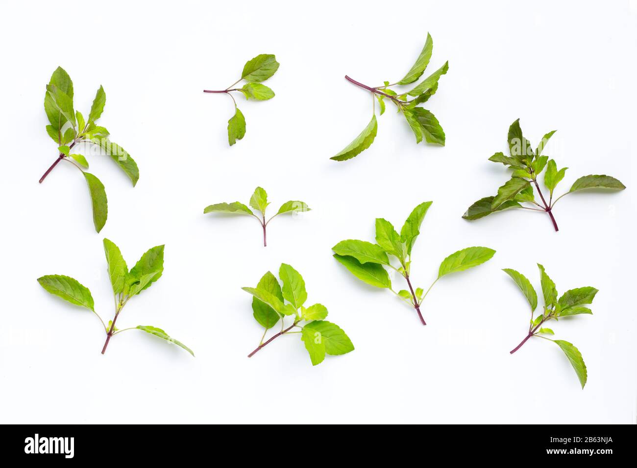Fresh holy basil leaves on white background Stock Photo - Alamy