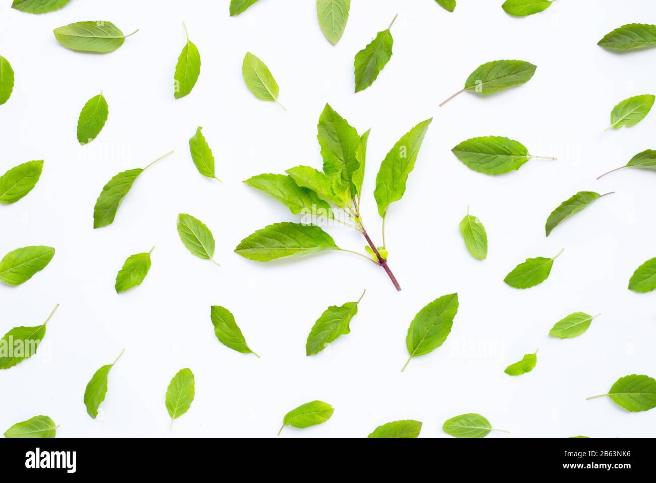 Fresh holy basil leaves on white background Stock Photo - Alamy