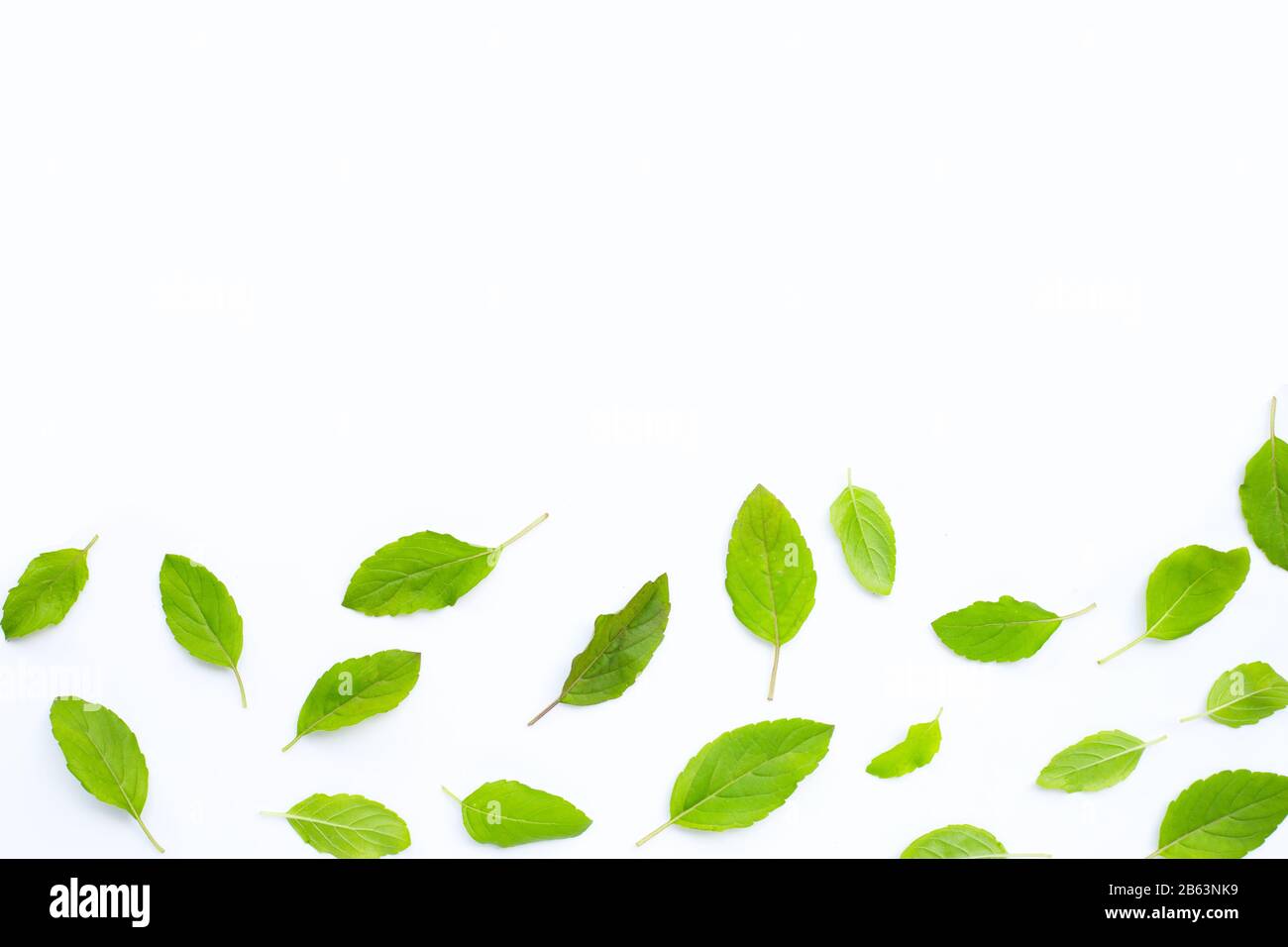 Fresh holy basil leaves on white background Stock Photo - Alamy