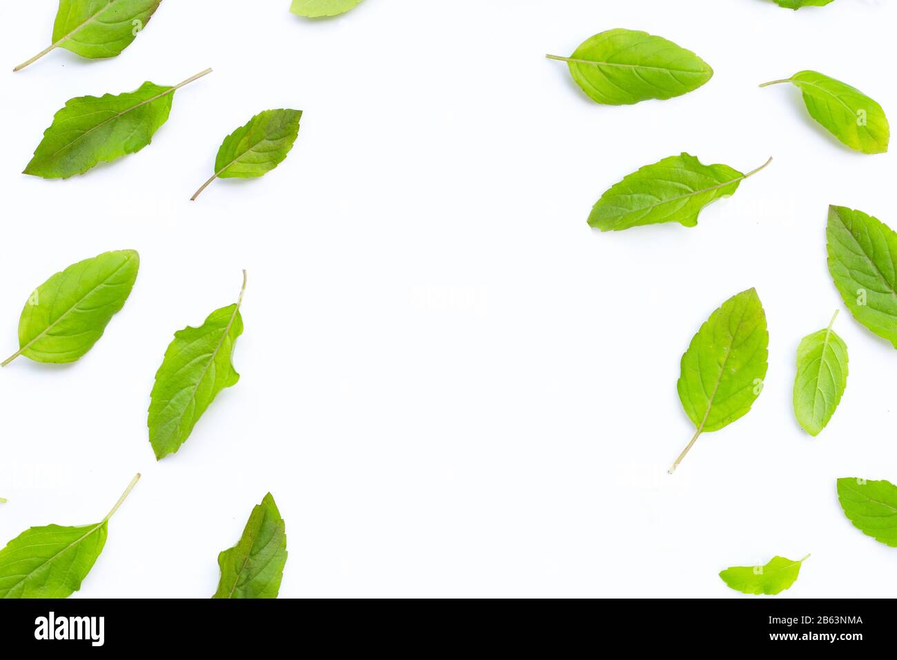 Fresh holy basil leaves on white background Stock Photo - Alamy
