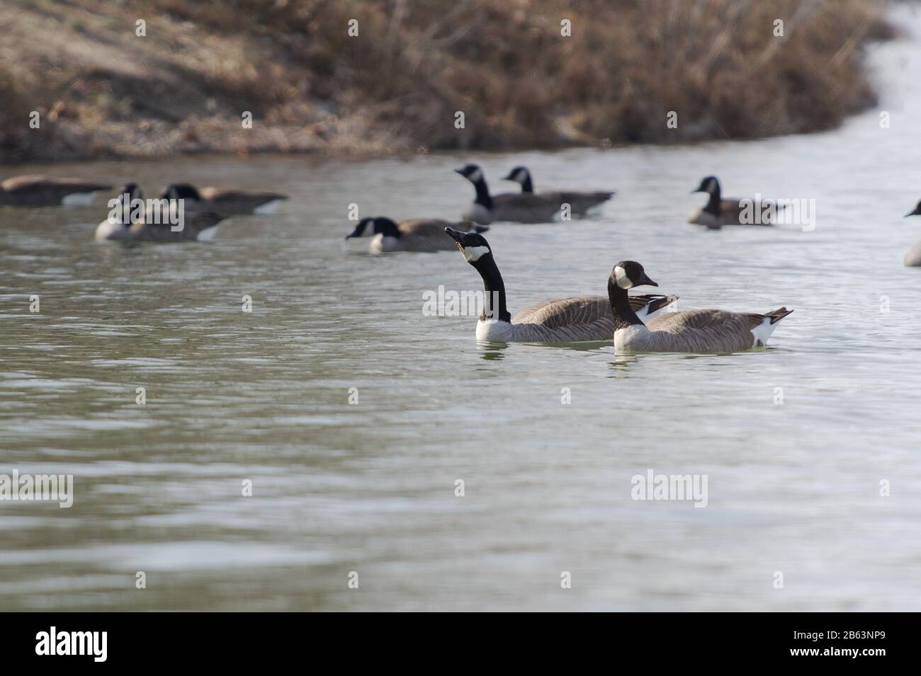 Group of Canada Geese in Lake Stock Photo - Alamy