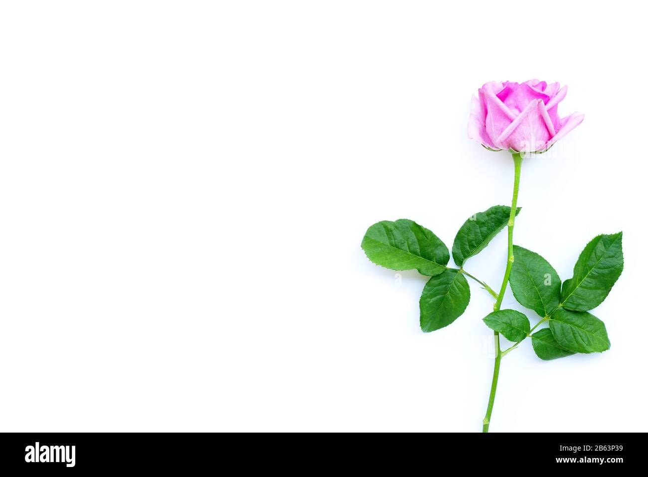 Pink rose flowers on white background. Copy space Stock Photo - Alamy