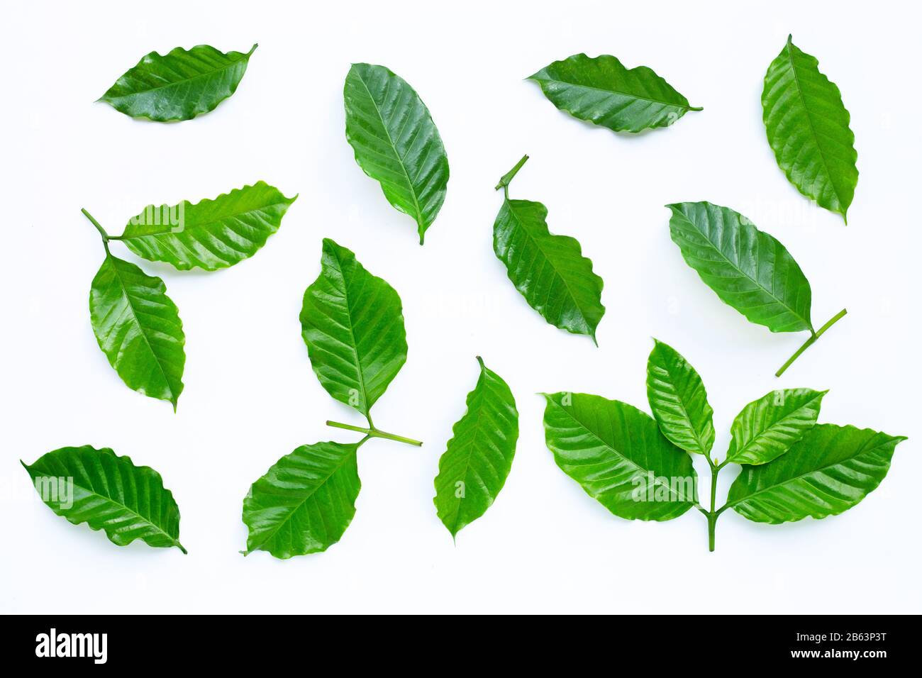 Fresh coffee leaves on white background Stock Photo - Alamy