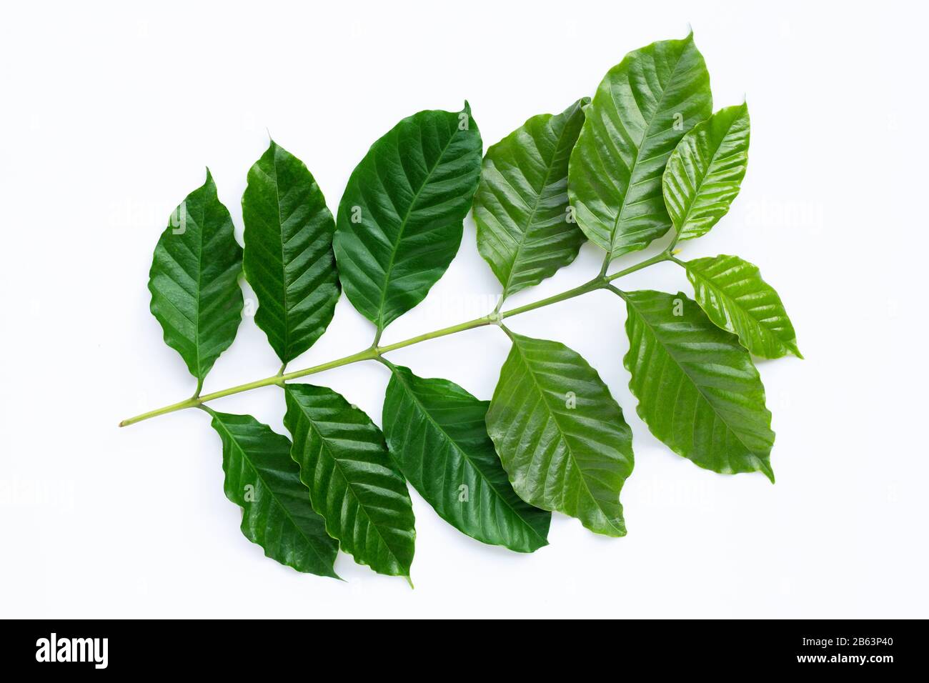 Fresh coffee leaves on white background Stock Photo - Alamy