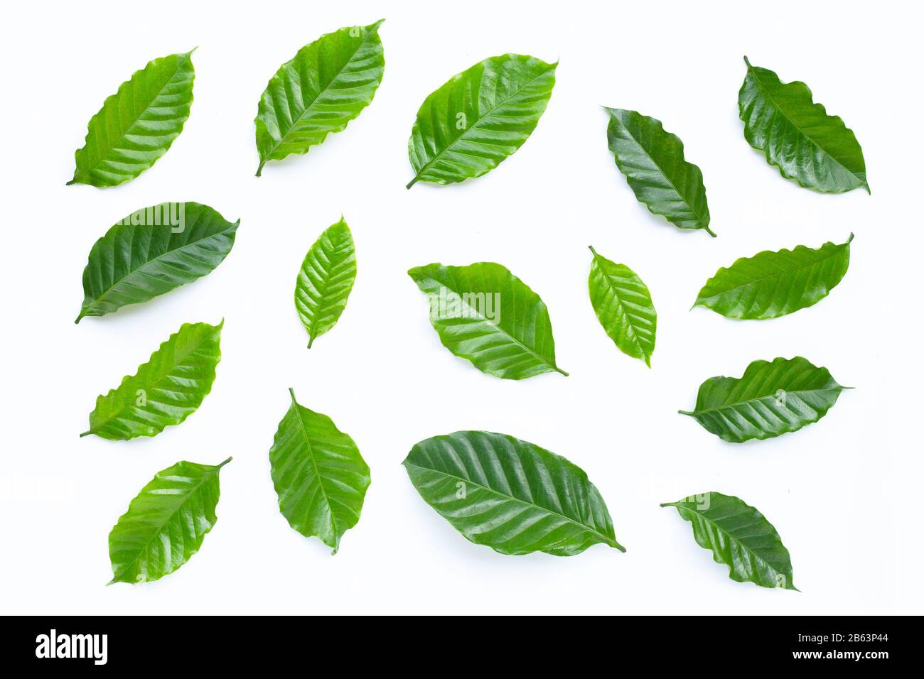 Fresh coffee leaves on white background Stock Photo - Alamy