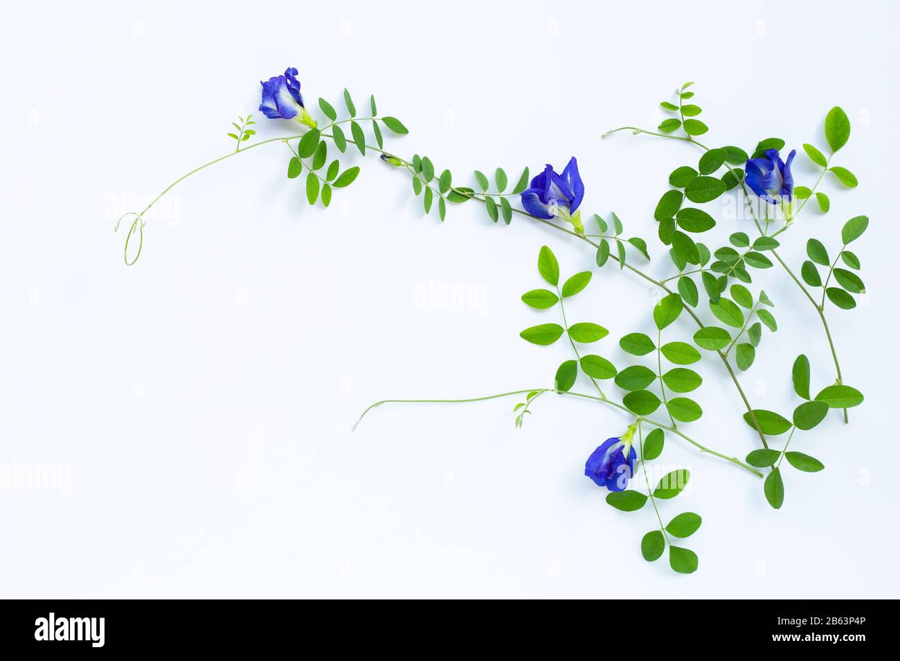 Butterfly pea flower with leaves on white background. Top view Stock ...