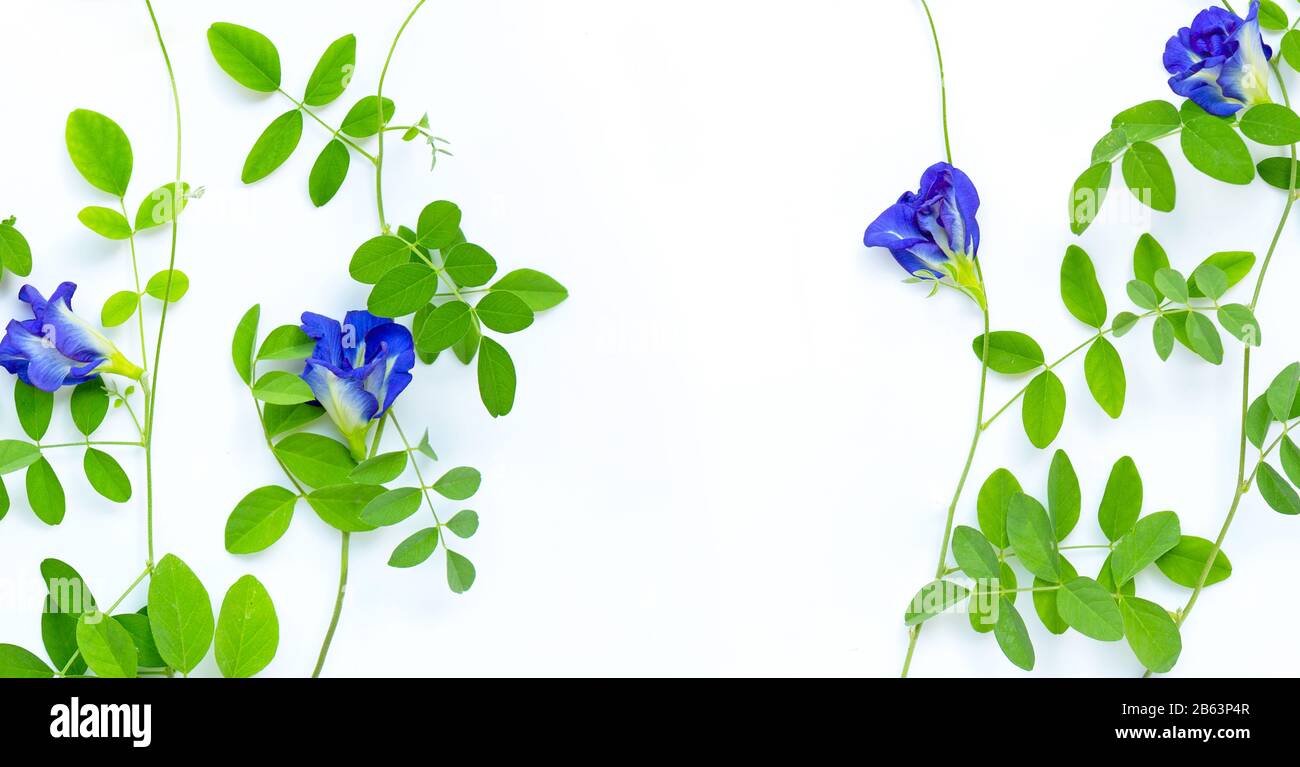 Butterfly pea flower with leaves on white background. Top view Stock ...