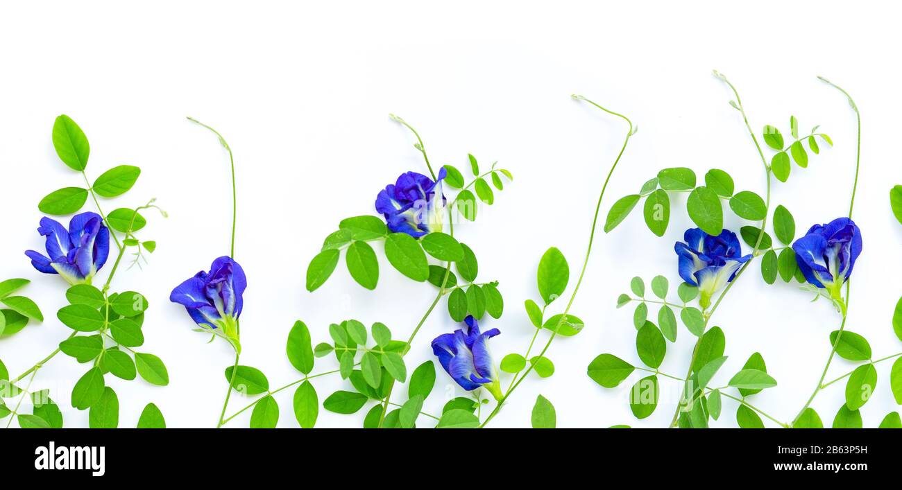 Butterfly pea flower with leaves on white background. Top view Stock ...