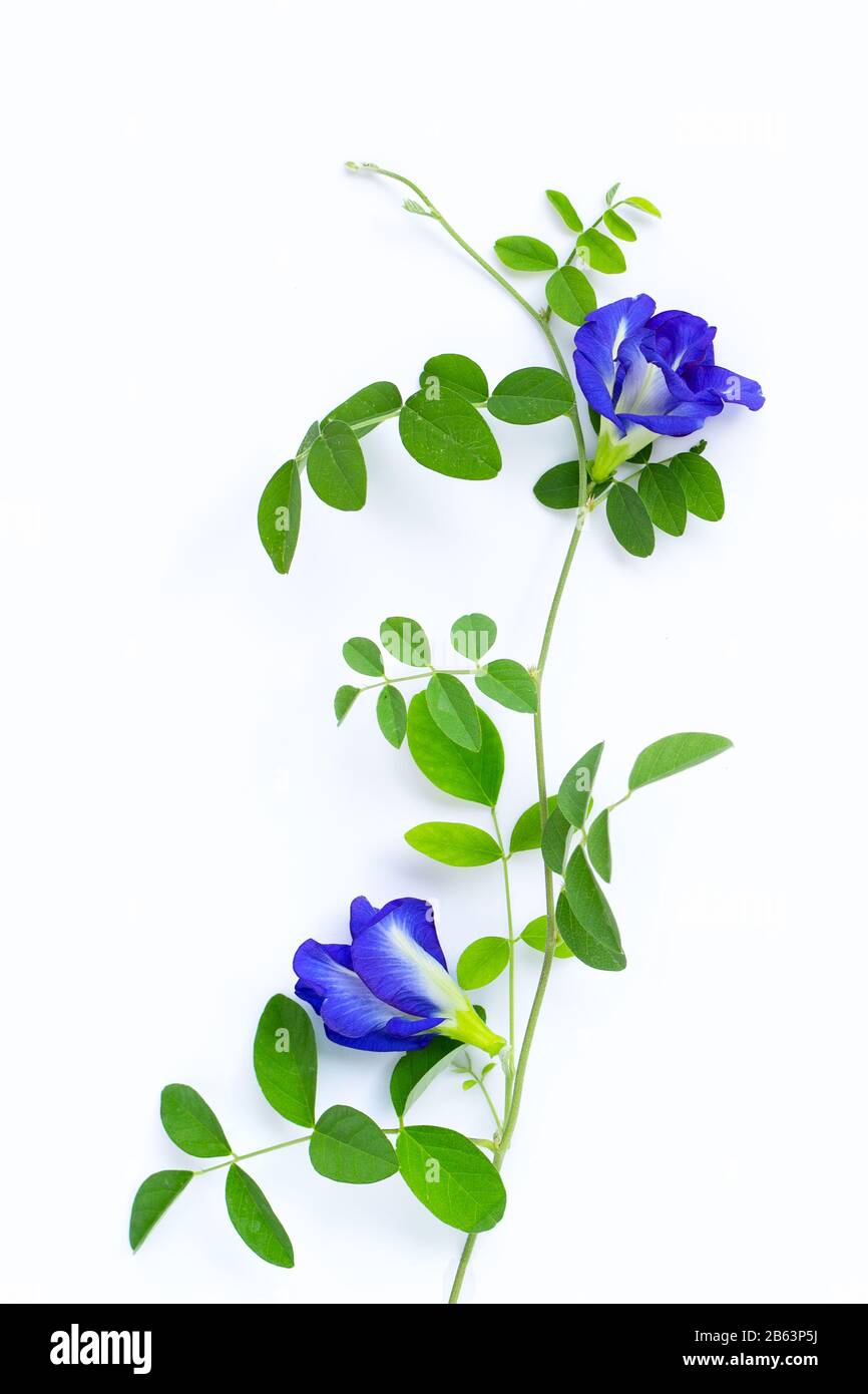 Butterfly pea flower with leaves on white background. Top view Stock ...