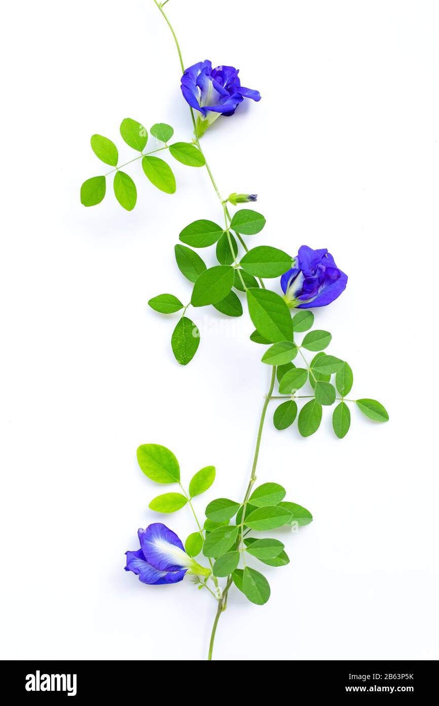 Butterfly pea flower with leaves on white background. Top view Stock ...