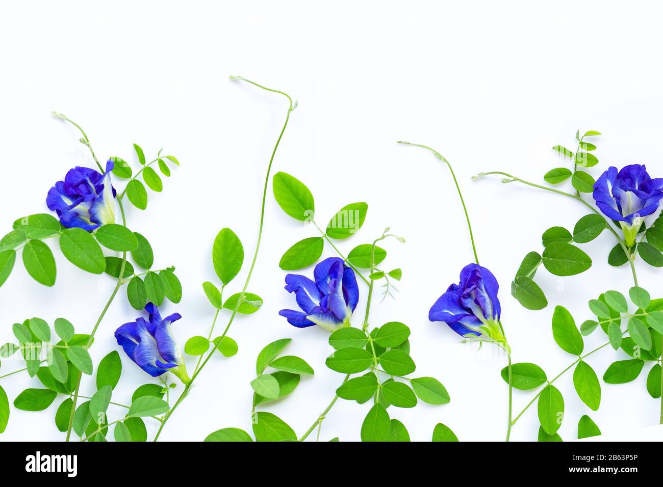 Butterfly pea flower with leaves on white background. Top view Stock ...