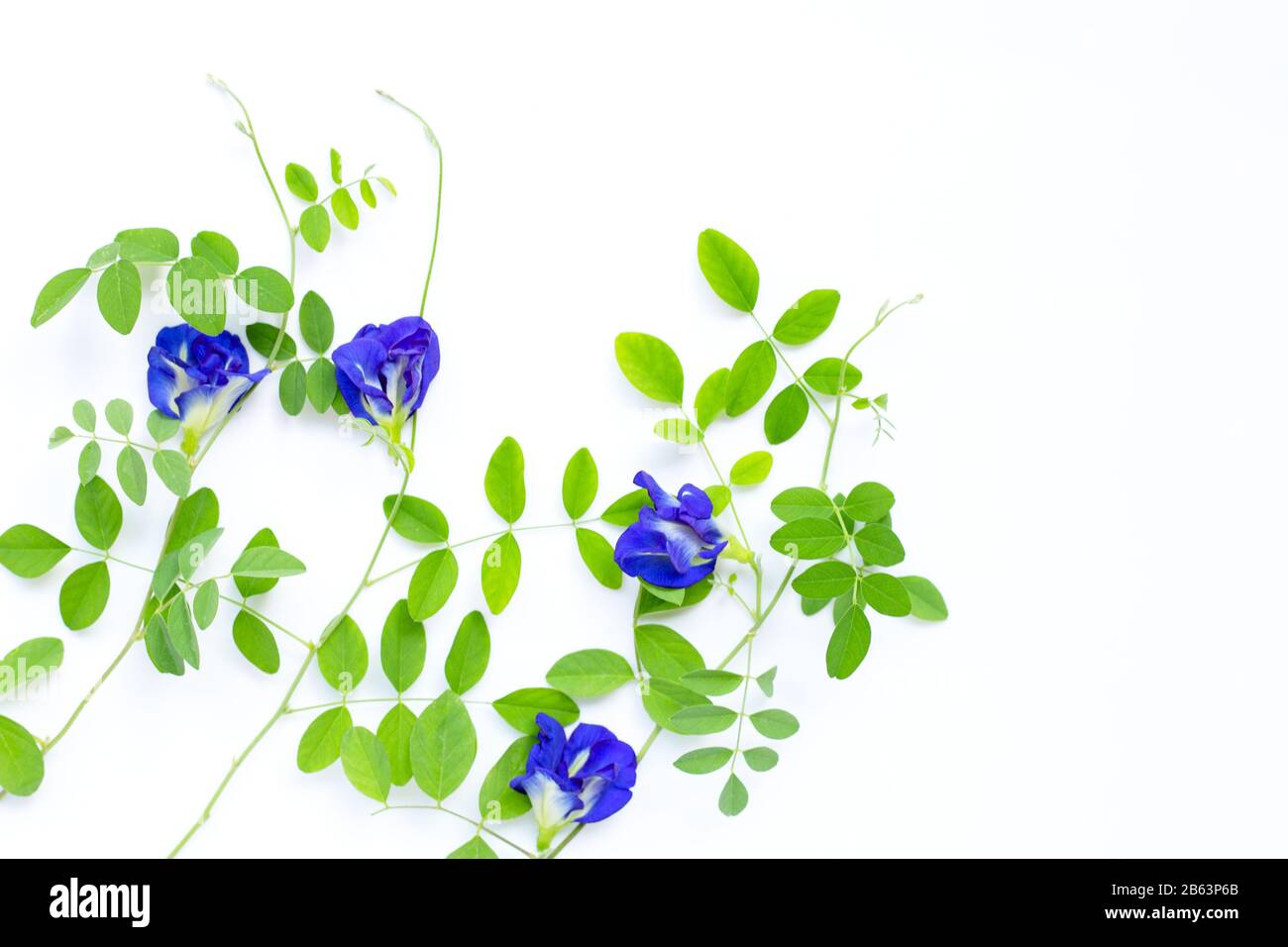 Butterfly pea flower with leaves on white background. Top view Stock ...