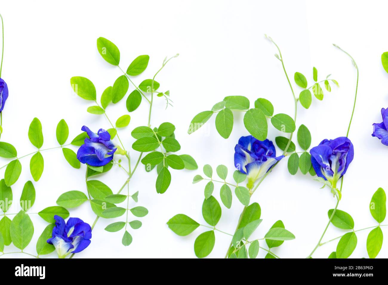 Butterfly pea flower with leaves on white background. Top view Stock ...