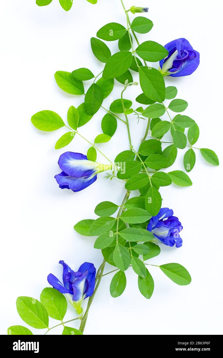 Butterfly pea flower with leaves on white background. Top view Stock ...