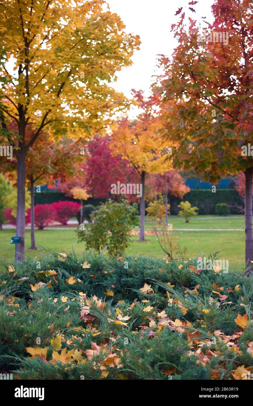 Fallen maple trees on a green bushes Stock Photo - Alamy