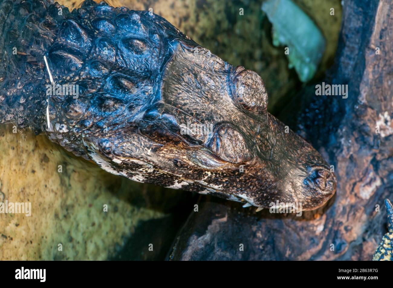 Cuvier's dwarf caiman hi-res stock photography and images - Alamy