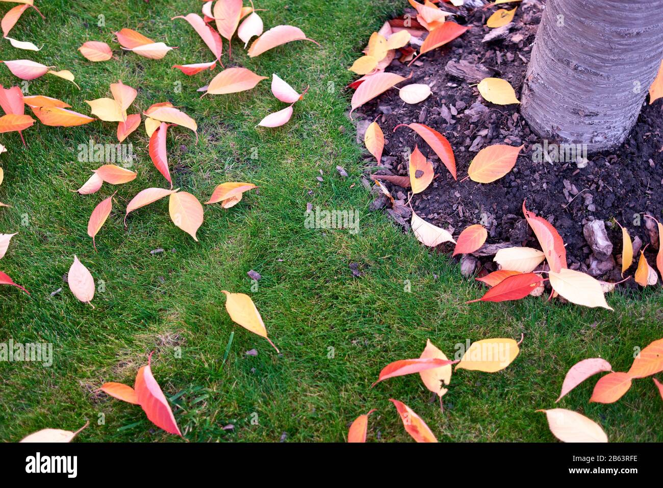 Fallen tree leaves Stock Photo - Alamy