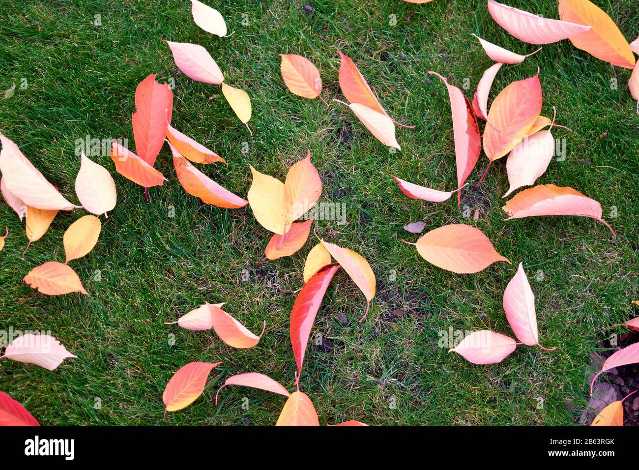 Short green grass hi-res stock photography and images - Alamy