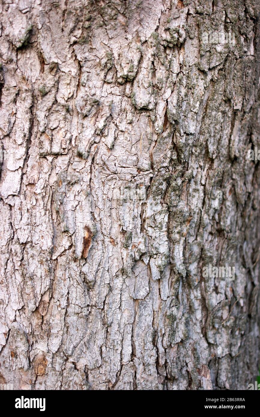 Grey tree bark texture Stock Photo - Alamy