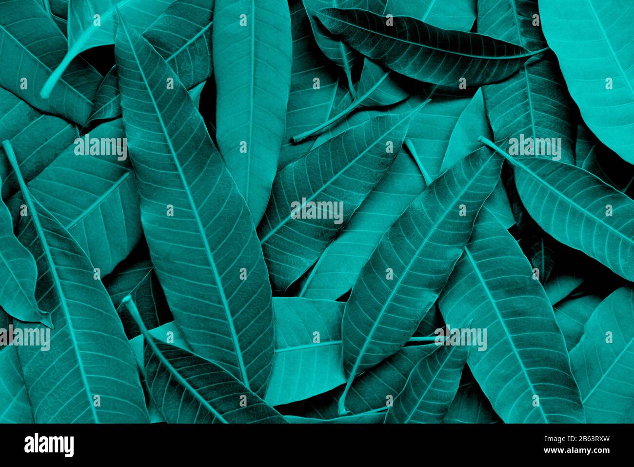 Mango leaves from tree , top view / Green seamless mango leaf texture ...