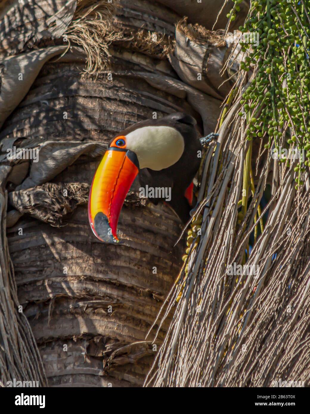 Toco Toucan Eating High Resolution Stock Photography and Images - Alamy