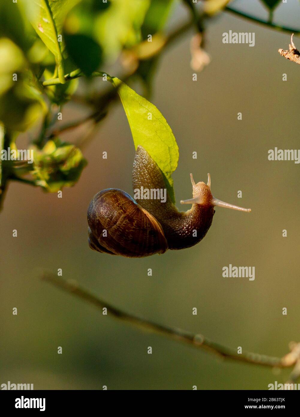 Rope snail hi-res stock photography and images - Alamy