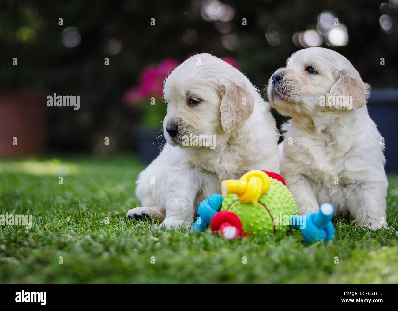 Two golden labrador puppies hi-res stock photography and images - Alamy
