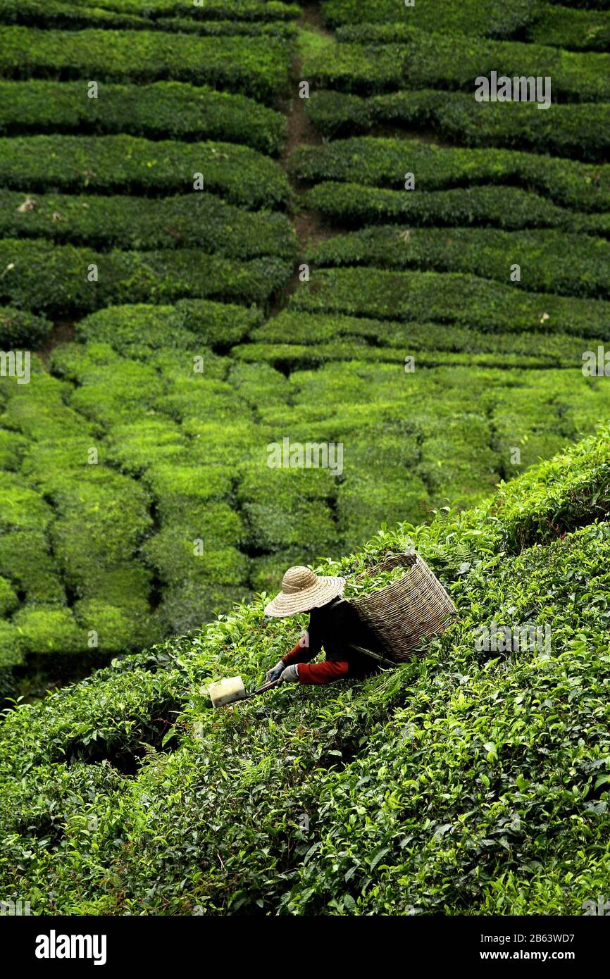 Worker picking tea leaves in tea plantation Stock Photo - Alamy