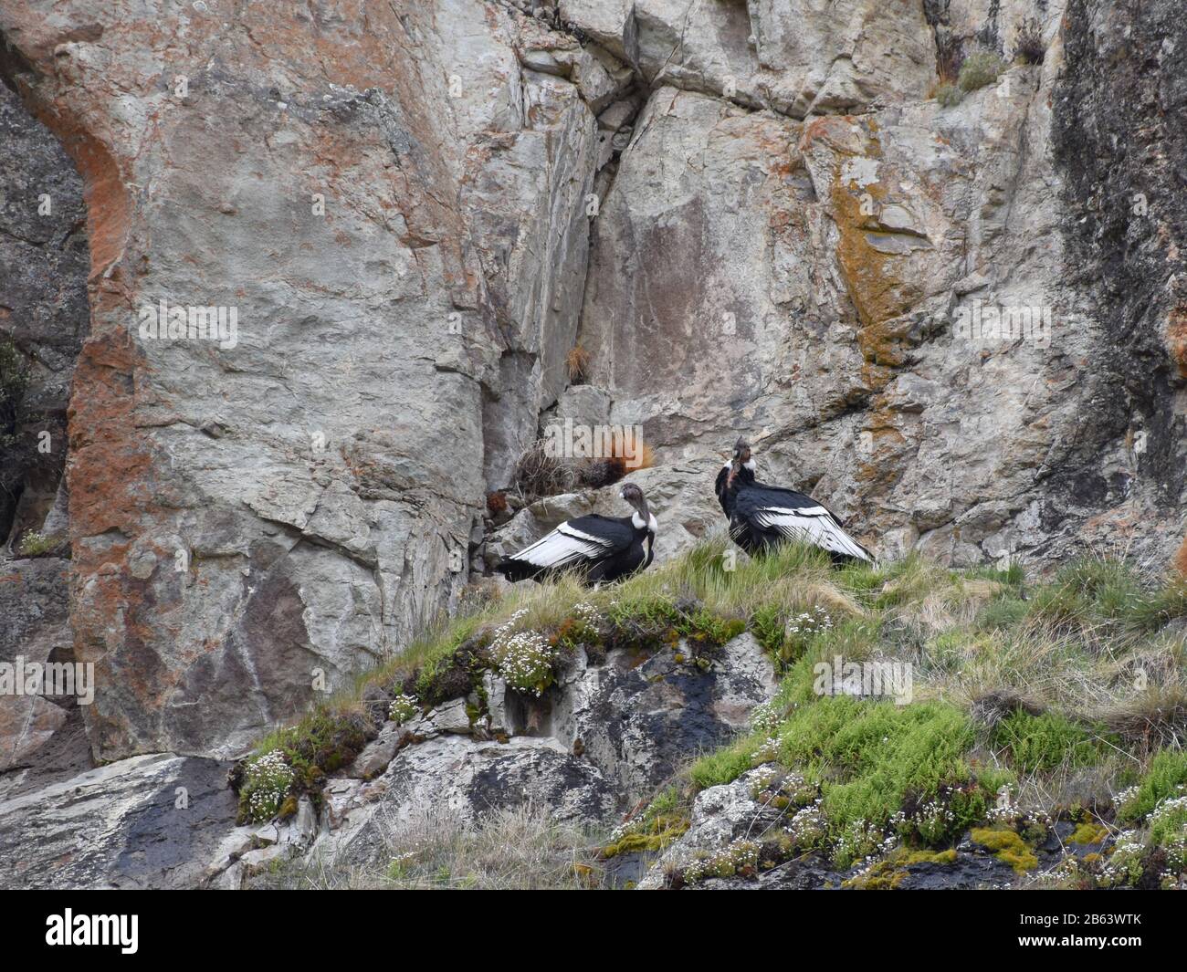 Andean condor nest hi-res stock photography and images - Alamy