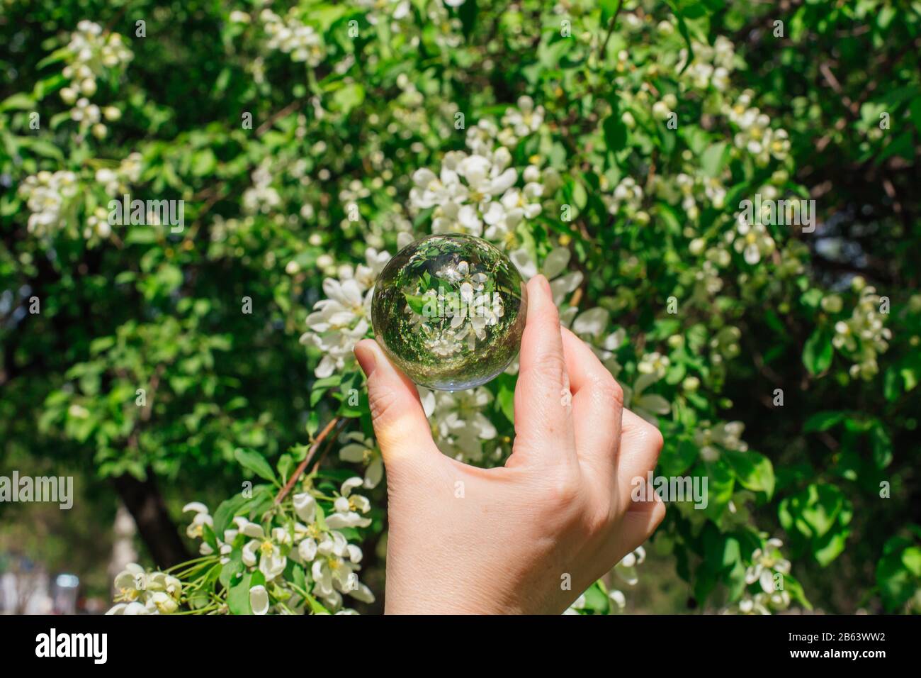 Lens ball in hand with reflection of blooming apple tree Stock Photo ...