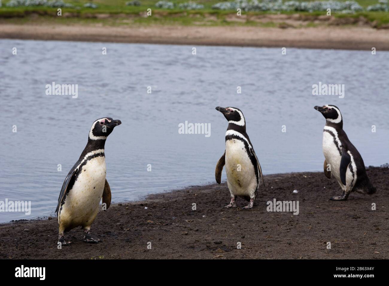 Magellanic penguins (Spheniscus magellanicus), Sea Lion Island ...