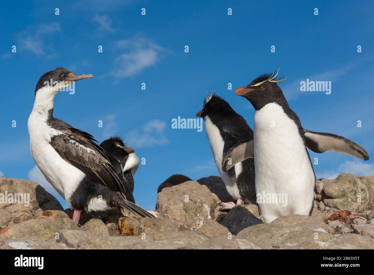 Imperial shag (Leucocarbo atriceps) and Rockhopper penguin (Eudyptes ...