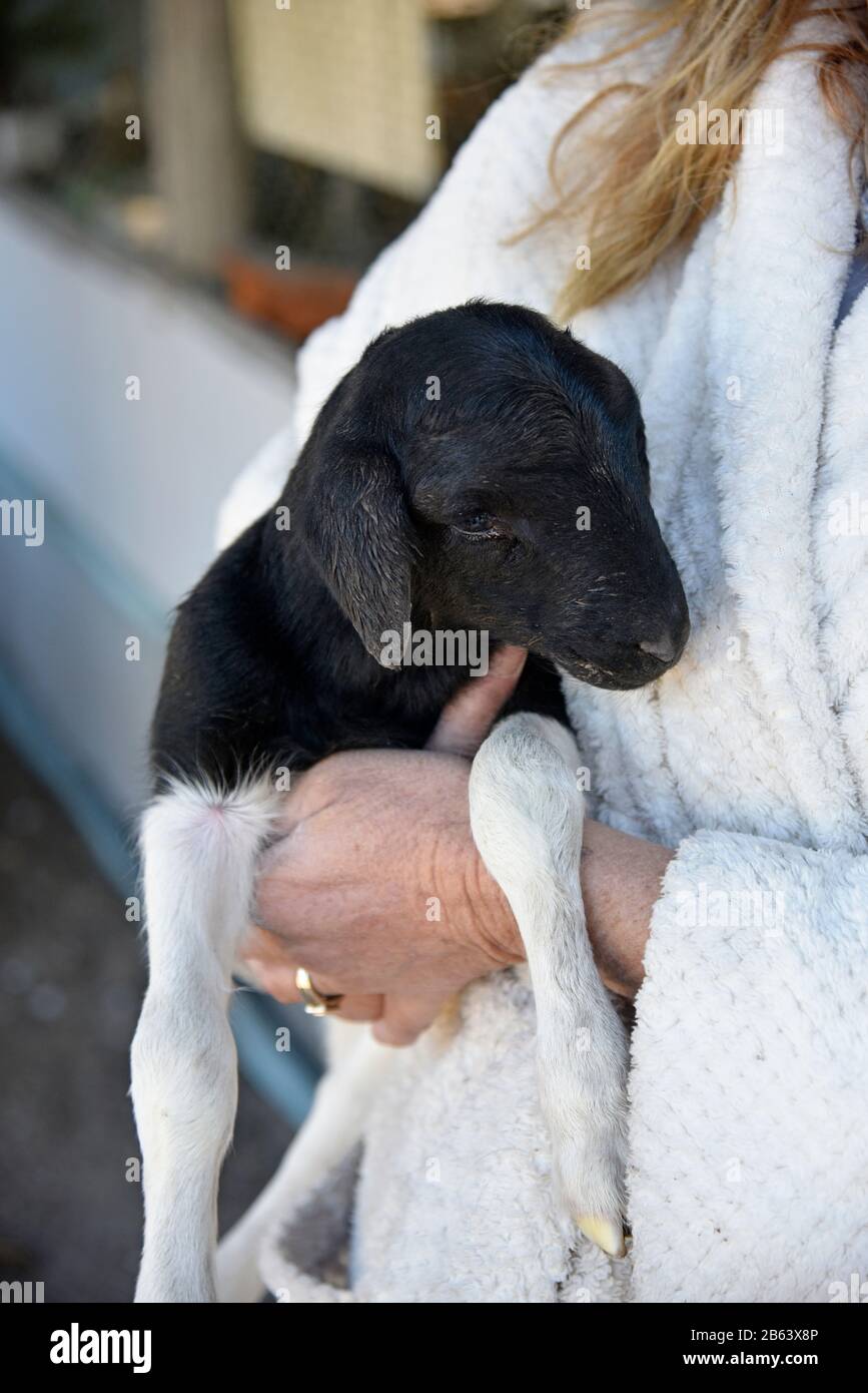 Blackhead Sheep High Resolution Stock Photography and Images - Alamy