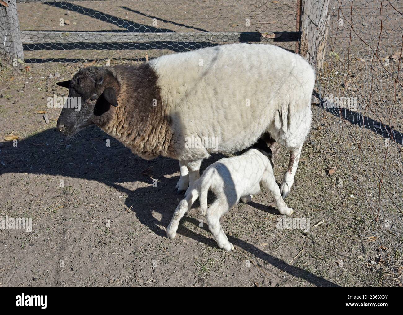 dorper sheep lamb feeding off it's mother Stock Photo - Alamy